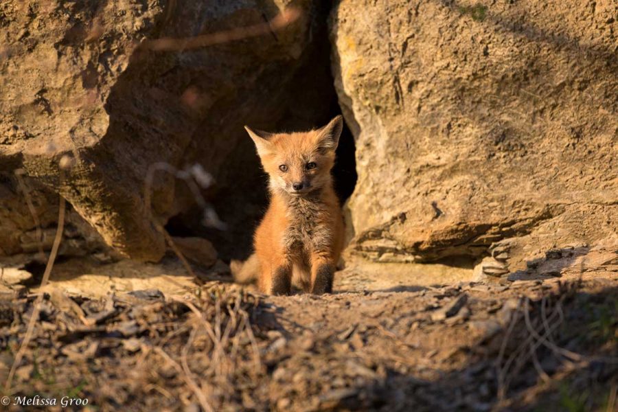 Red Fox Kit Outside Cliff Den, New York – Melissa Groo