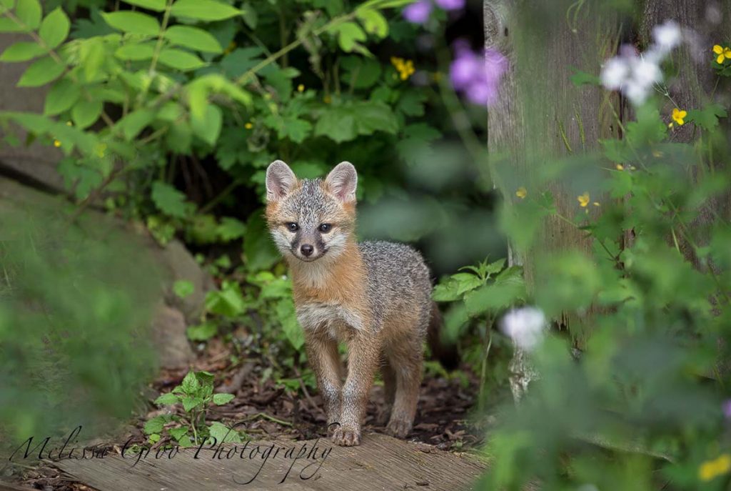 Gray Fox Kit – Melissa Groo