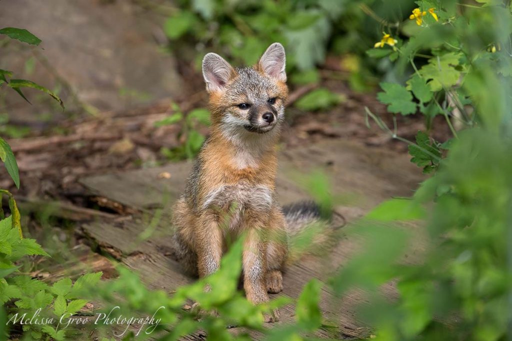 Gray Fox Kit – Melissa Groo