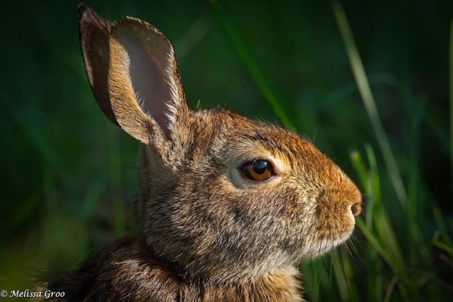 Eastern Cottontail Rabbit Portrait, New York (Rabbits) – Melissa Groo