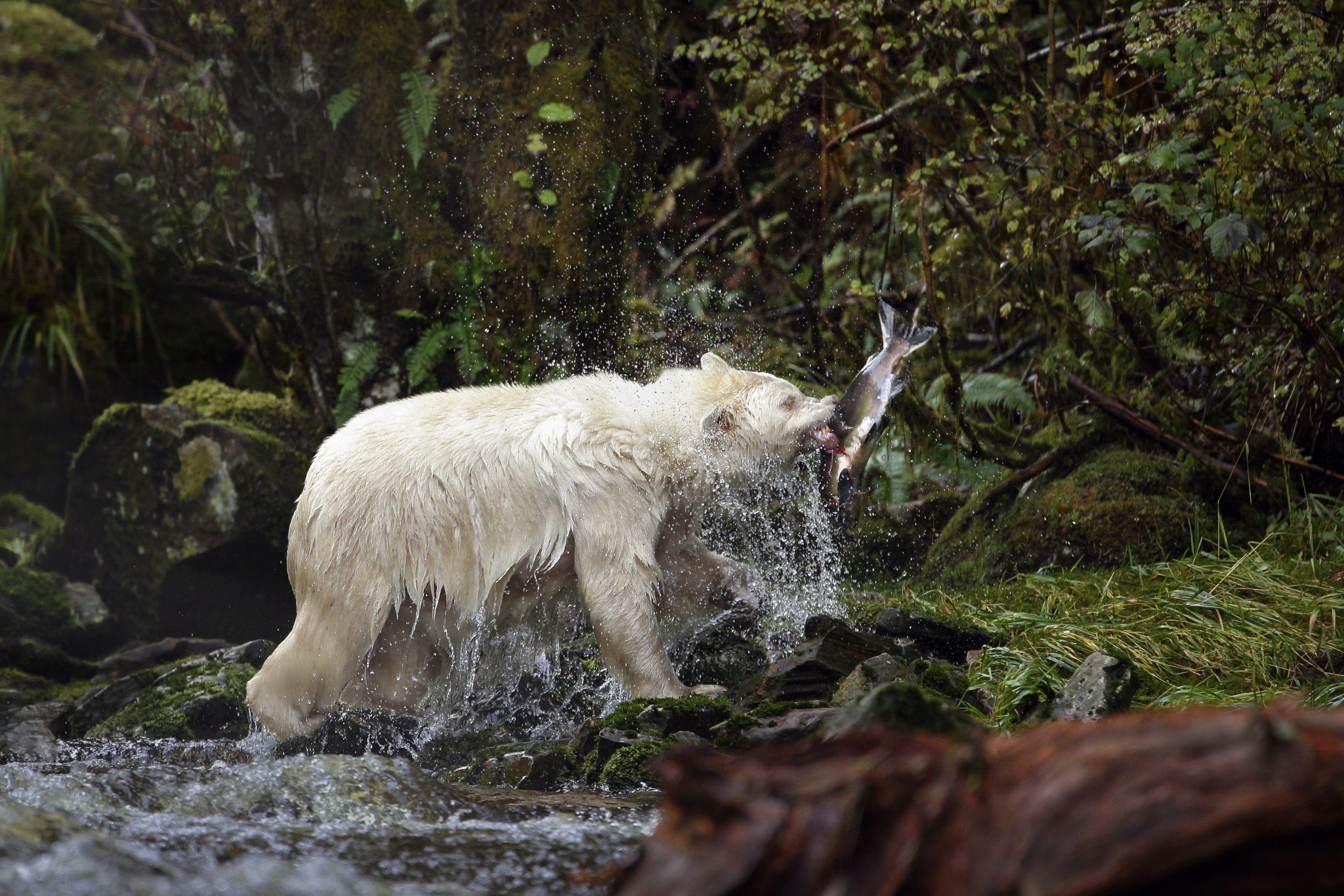 Spirit Bear catches salmon in the Great Bear Rainforest, British ...