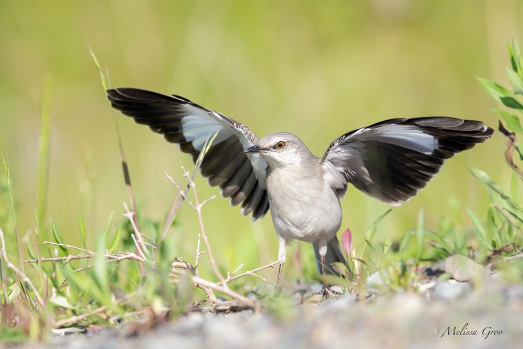 Northern Mockingbird Giving Wing Flick Display, New York (Northern ...