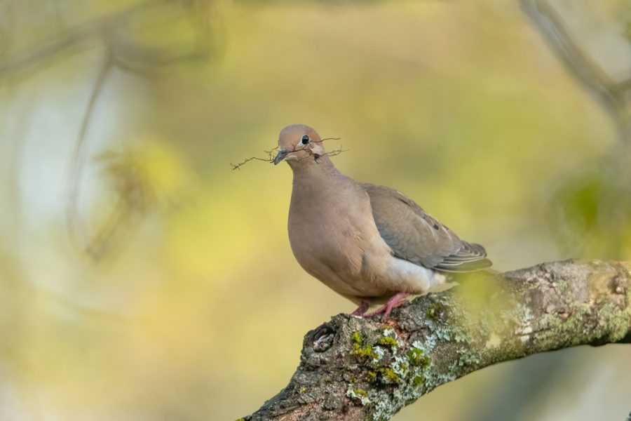 Mourning Dove with Nesting Materials, Ithaca, New York (Mourning Doves ...