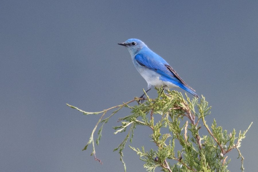 Mountain Bluebird, Mission Valley, Montana (Mountain Bluebirds ...