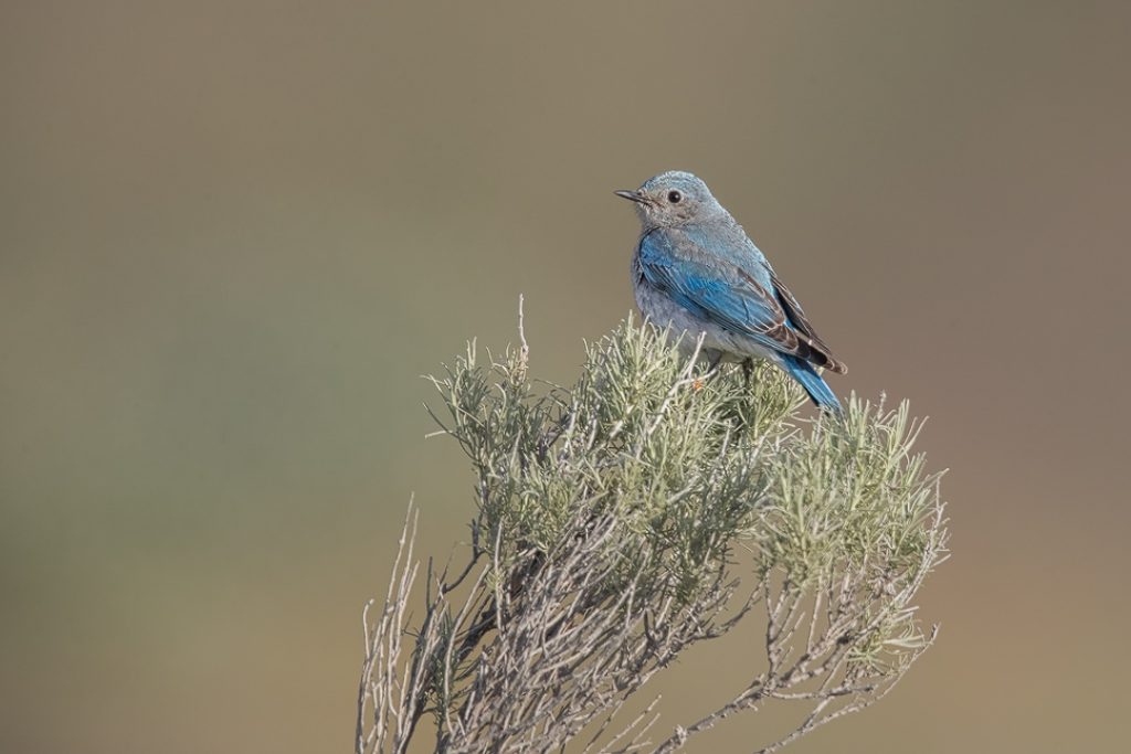 Female Mountain Bluebird, Mission Valley, MT (Mountain Bluebirds ...
