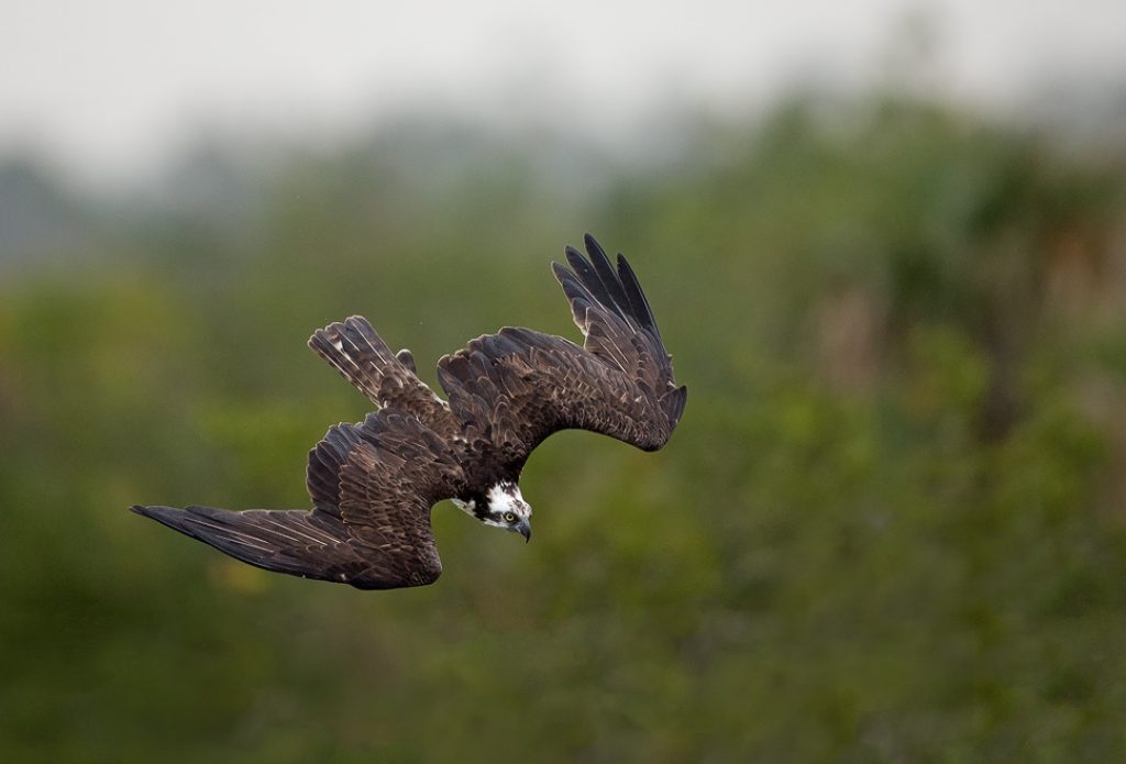 Osprey in Full Dive, Everglades, Florida (Ospreys) – Melissa Groo