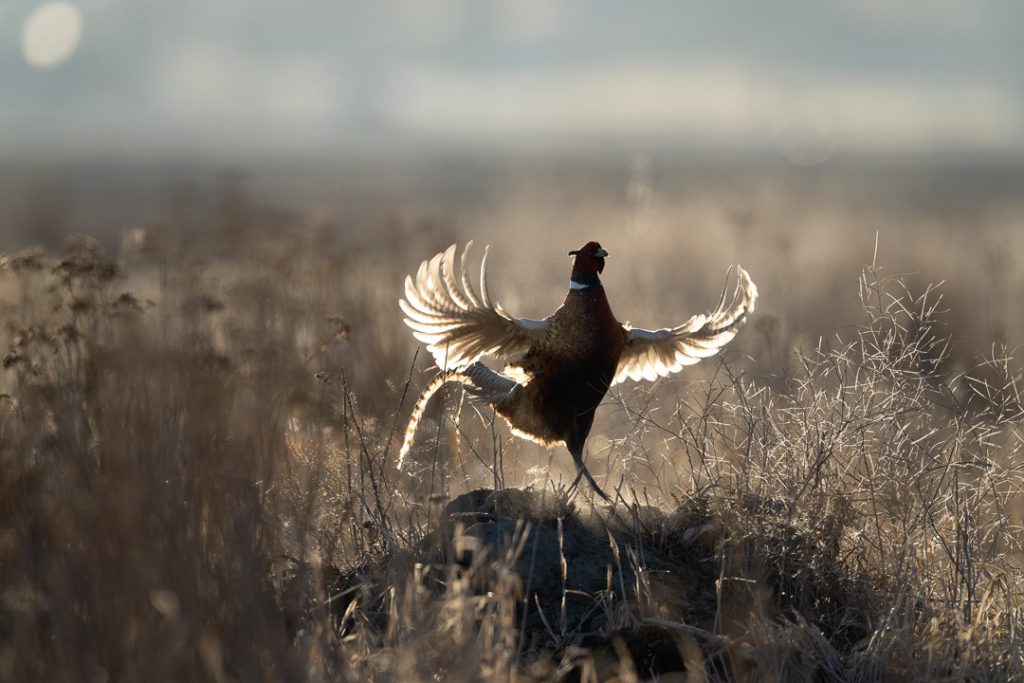 Ring-necked Pheasant Display in Spring, Montana (Ring-necked Pheasants ...