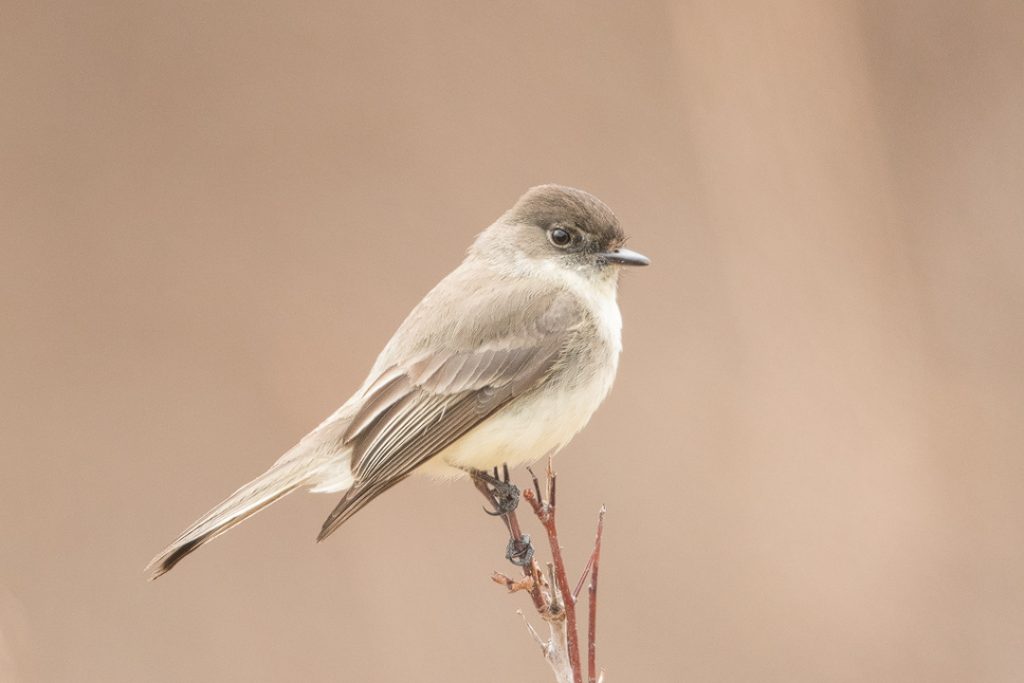 Eastern Phoebe Portrait, Spring 2019 (Eastern Phoebes) – Melissa Groo