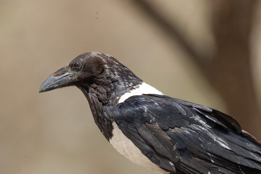 Pied Crow, Tanzania (Pied Crows) – Melissa Groo
