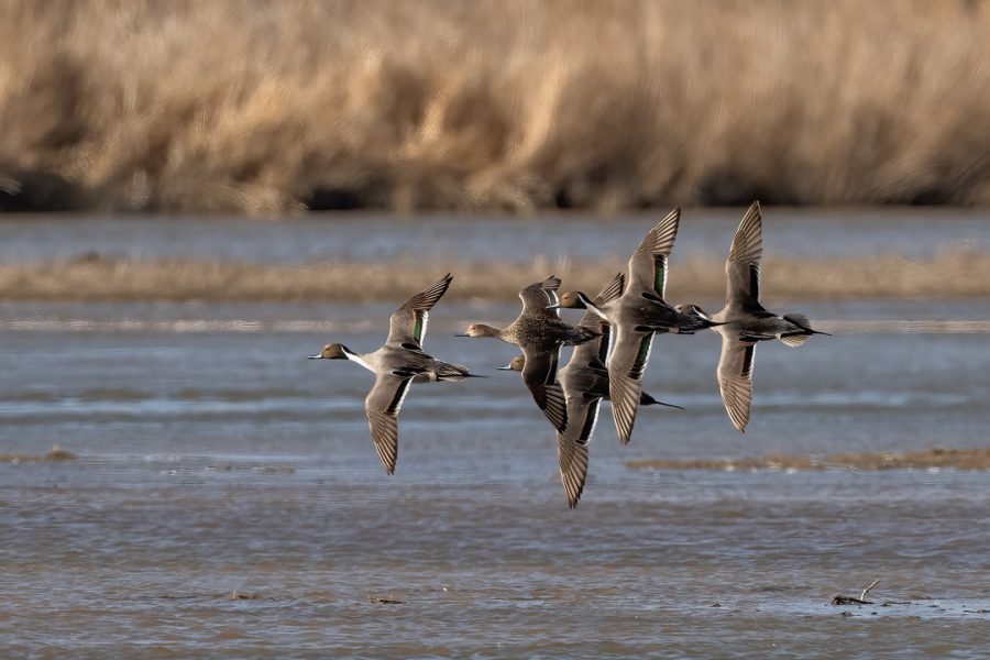 Northern Pintails Courtship Flight #2 Along the Platte River, Nebraska ...
