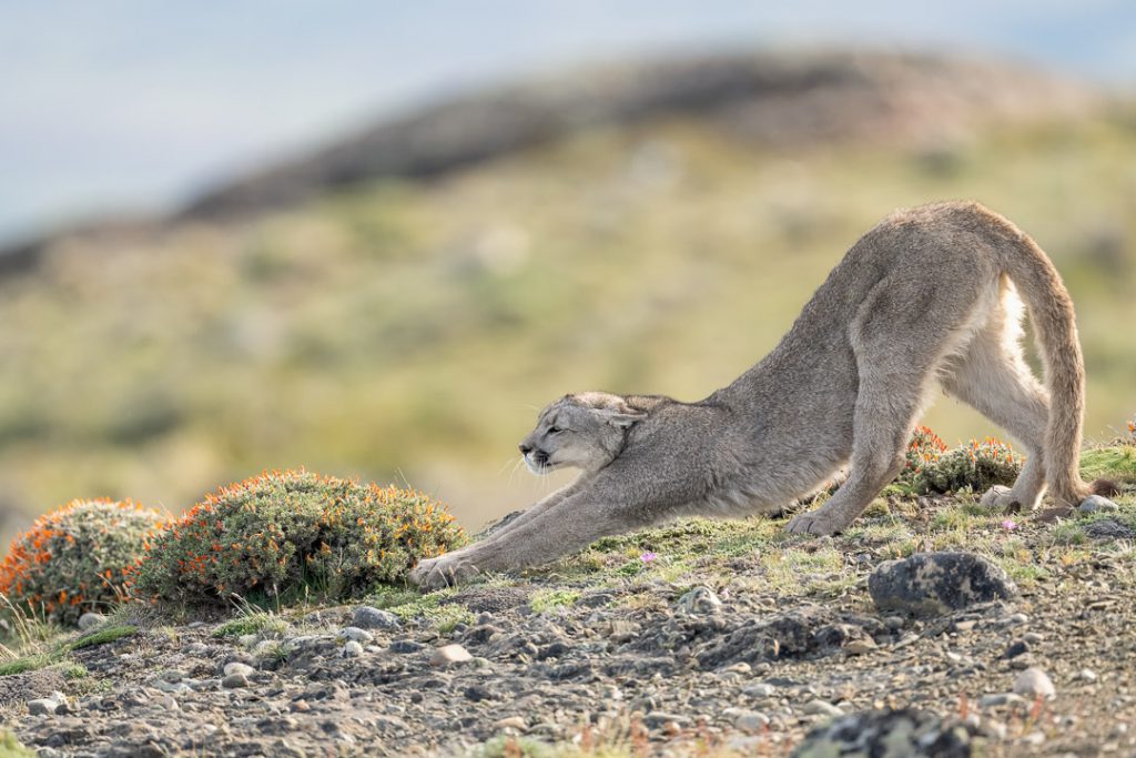 Puma Stretching, Chile (Pumas, Lions, Cougars) – Melissa Groo