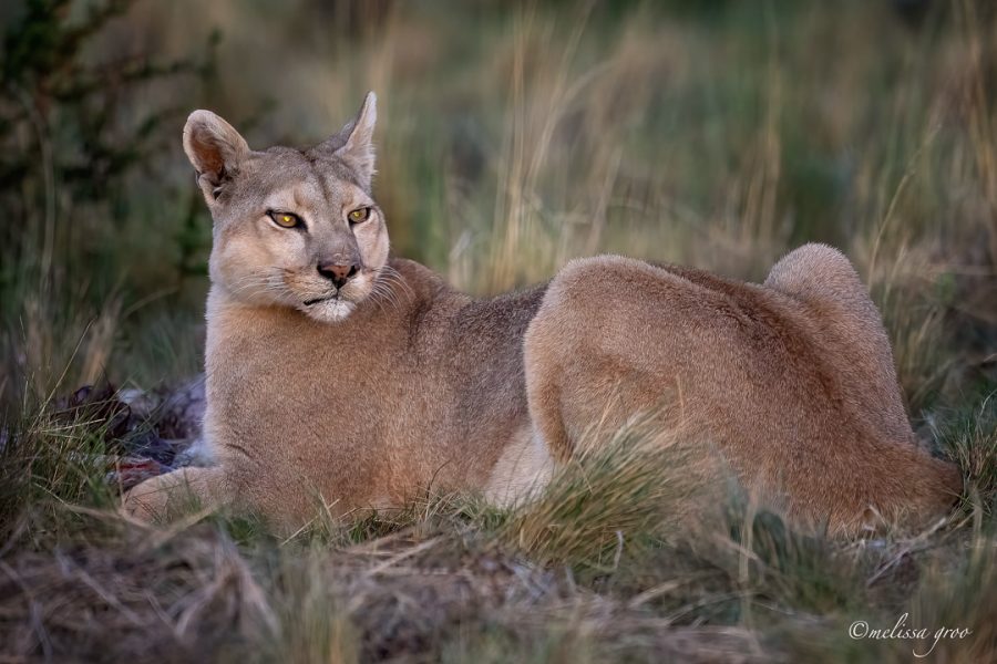 Puma with Sunrise in Her Eyes, Patagonia, Chile (Pumas, Mountain Lions ...