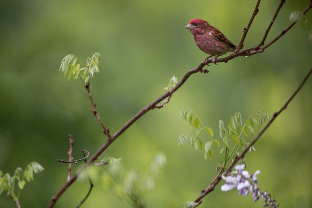 Purple Finch, Brooktondale, NY (Purple Finches) – Melissa Groo