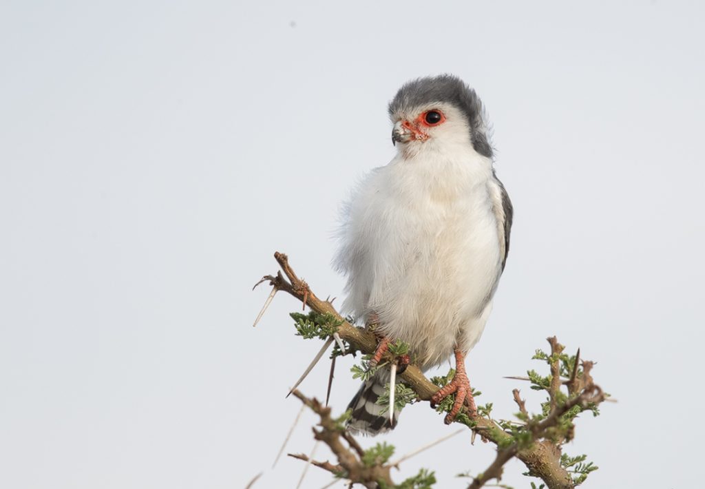 African Pygmy Falcon, Tanzania (Pygmy Falcons) – Melissa Groo