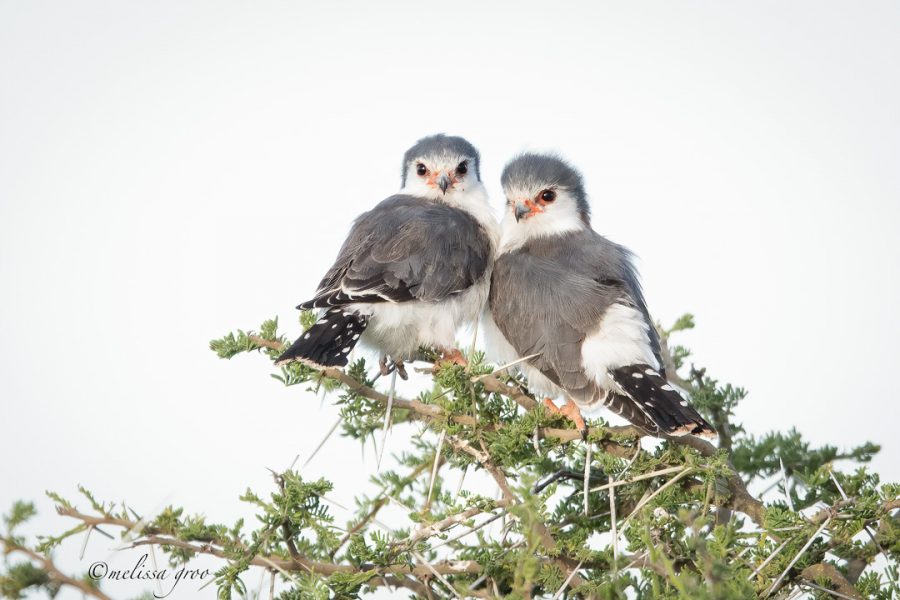 African Pygmy Falcons, Tanzania (Pygmy Falcon) – Melissa Groo