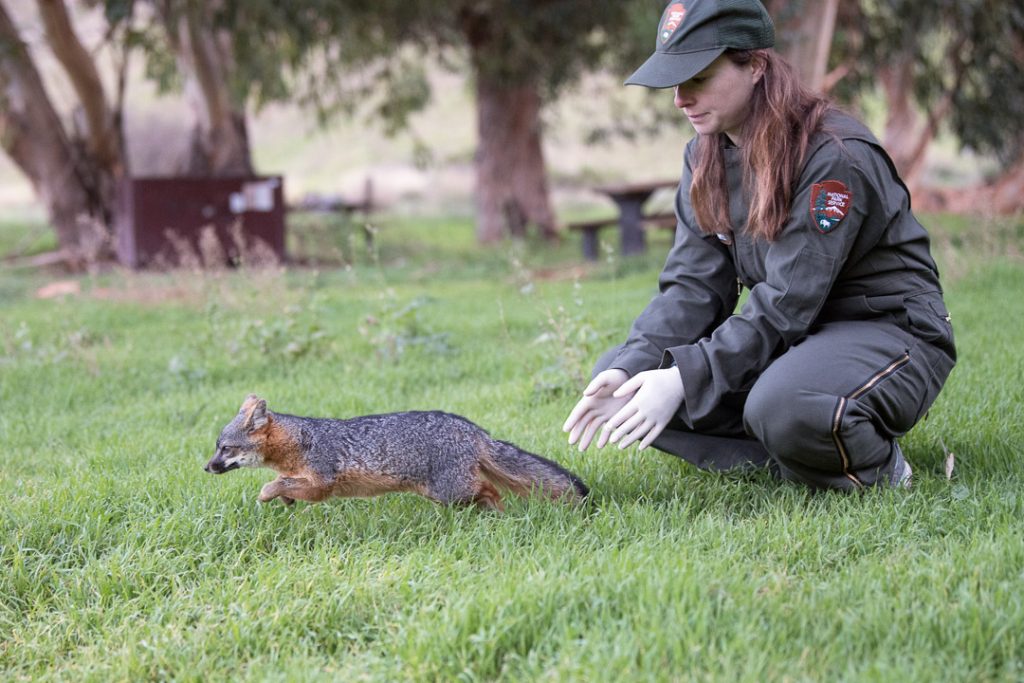 Island Fox Release, Santa Cruz Island, California (Island Foxes ...