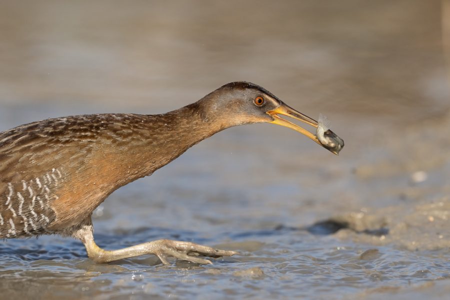 Clapper Rail with Fish, Aransas National Wildlife Refuge, Texas ...