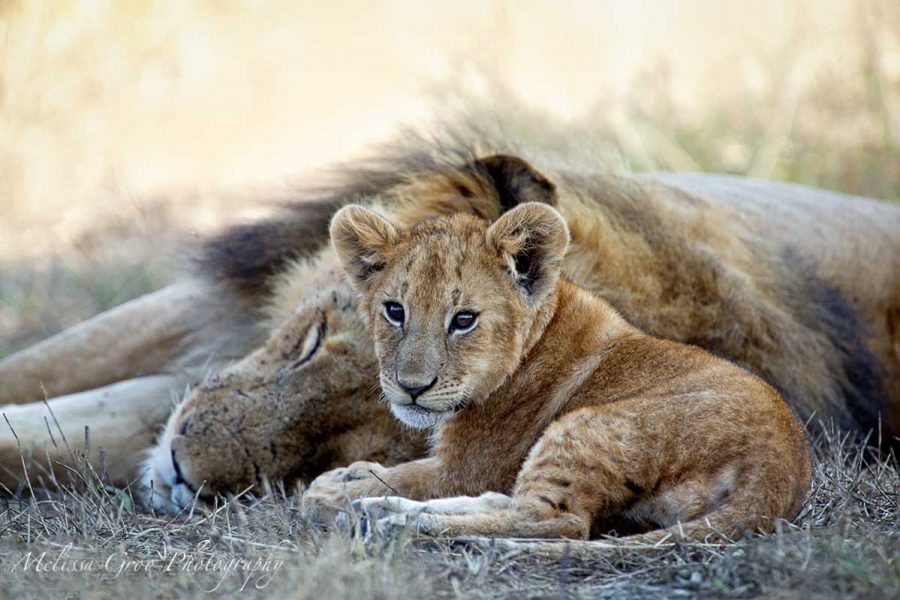 Lion Cub Next to Father – Melissa Groo