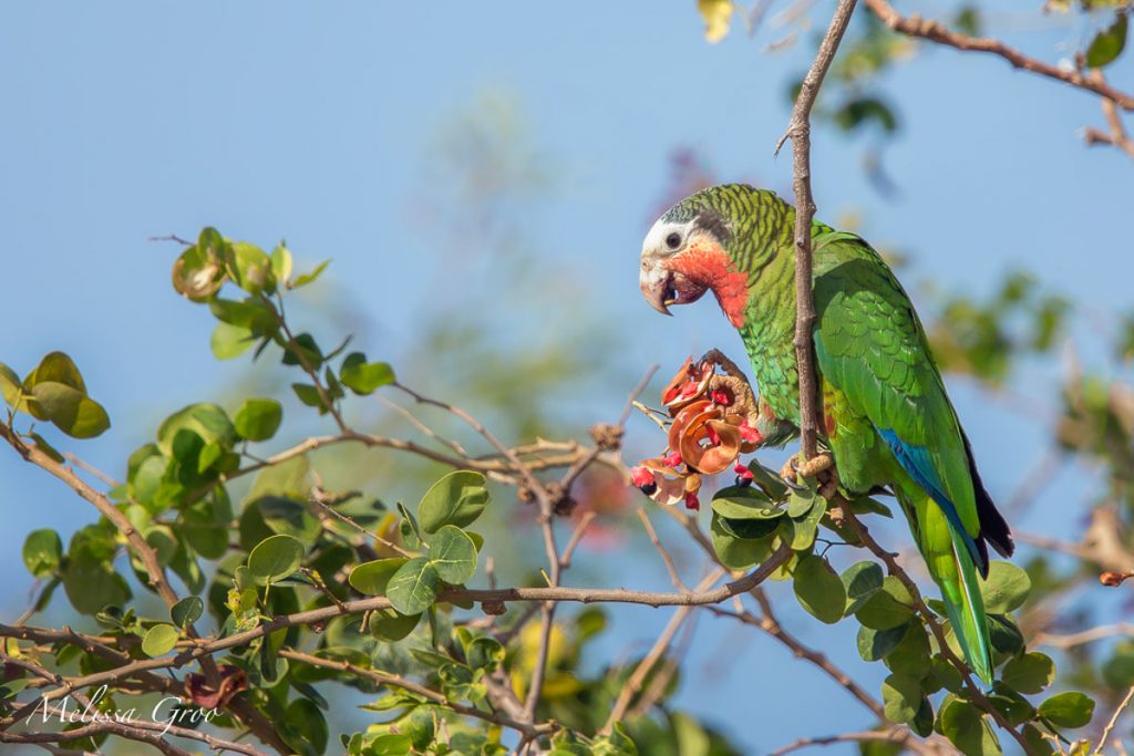Bahama Parrot, Inagua, Bahamas – Melissa Groo