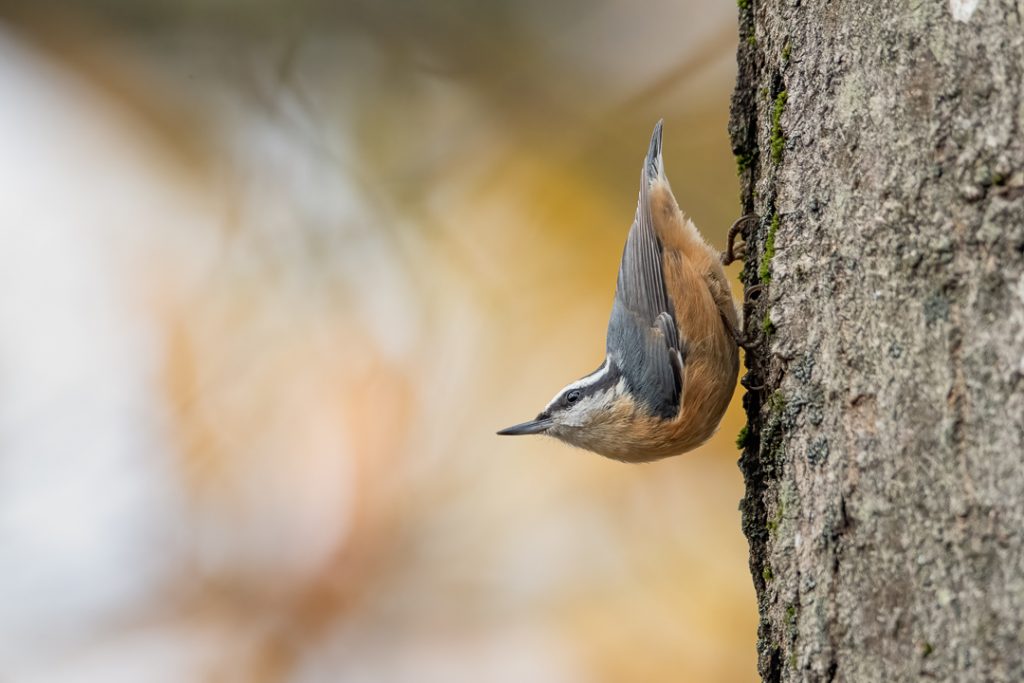 Red-breasted Nuthatch in Fall, Caroline, New York (Red-breasted ...