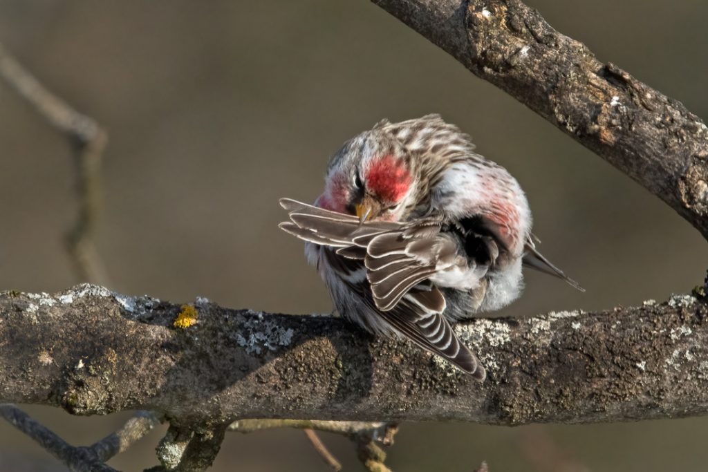 Common Redpoll Preening, Caroline, NY (Common Redpolls) – Melissa Groo
