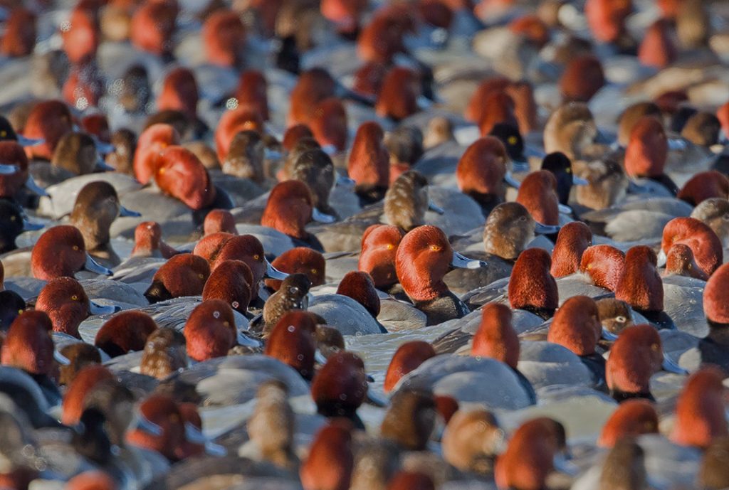Raft of Redheads, Cayuga Lake, Ithaca, New York (Redhead, Ducks ...