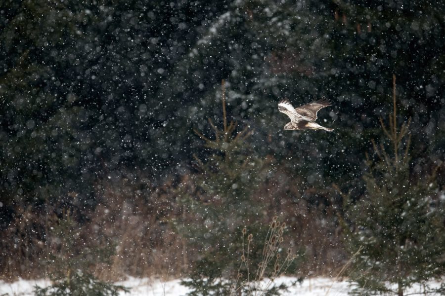 Rough-legged Hawk Hunting in Snow, Yaple, New York (Rough-legged Hawks ...