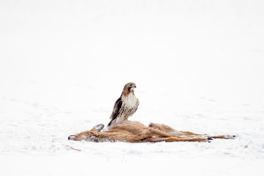 Red-tailed Hawk Eating Deer Carcass, New York (Red-tailed Hawks ...