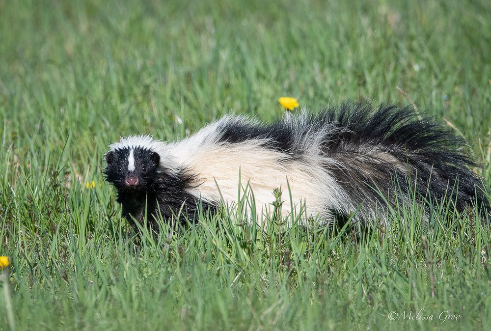 Skunk – Melissa Groo