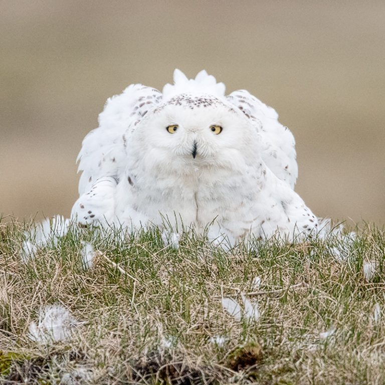 Snowy Owl Puffs Up on the Nest, Utqiagvik, Alaska (Snowy Owls ...
