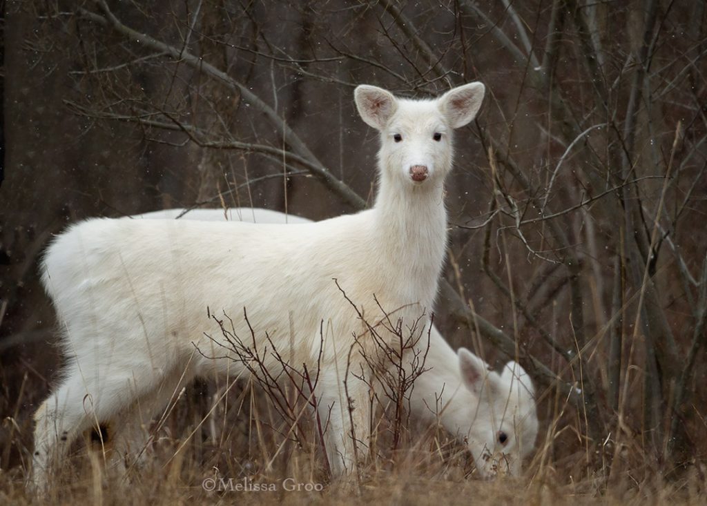 Leucistic Deer, Seneca, New York. – Melissa Groo
