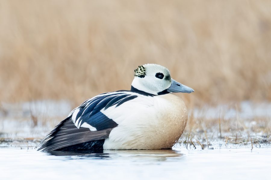 Steller’s Eider Drake, Utqiagvik, Alaska (Steller’s Eiders) – Melissa Groo