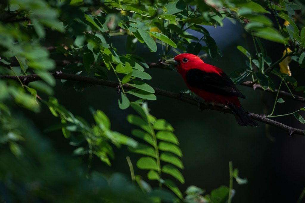 Glimpse of a Scarlet Tanager, Ithaca, New York (Scarlet Tanagers ...