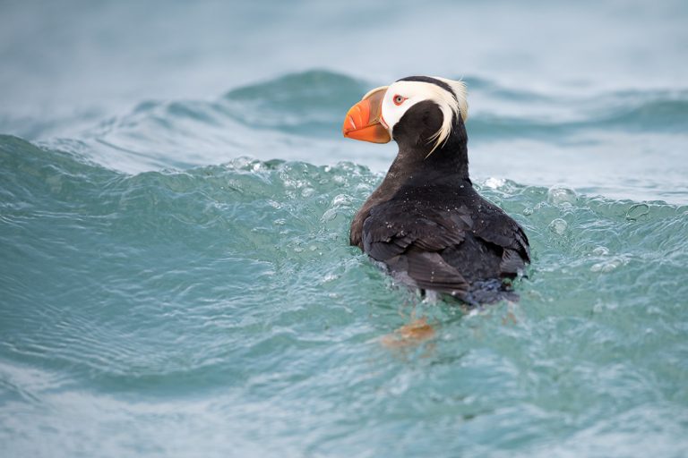 Tufted Puffin Crests a Wave, Alaska (Tufted Puffins) – Melissa Groo