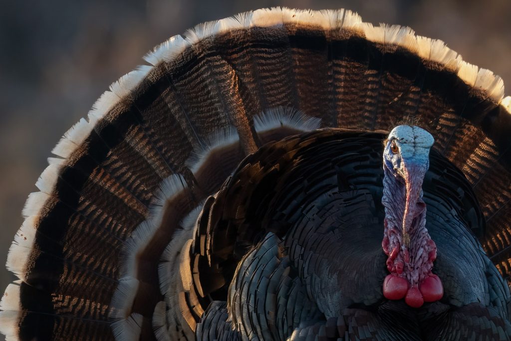 Wild Turkey Displaying, Montana (Wild Turkeys) – Melissa Groo