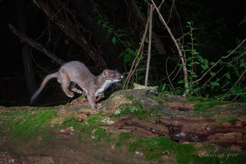 Long-tailed Weasel on Camera Trap, Ithaca, New York (Long-tailed ...