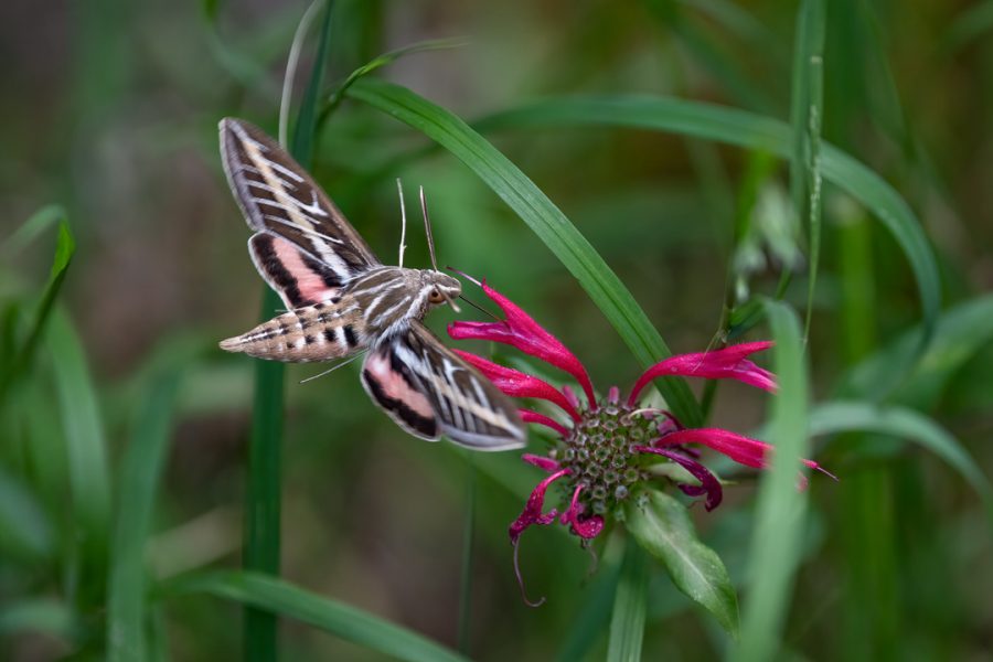 White-lined Sphinx Moth, Coahuila, Mexico (Moths) – Melissa Groo