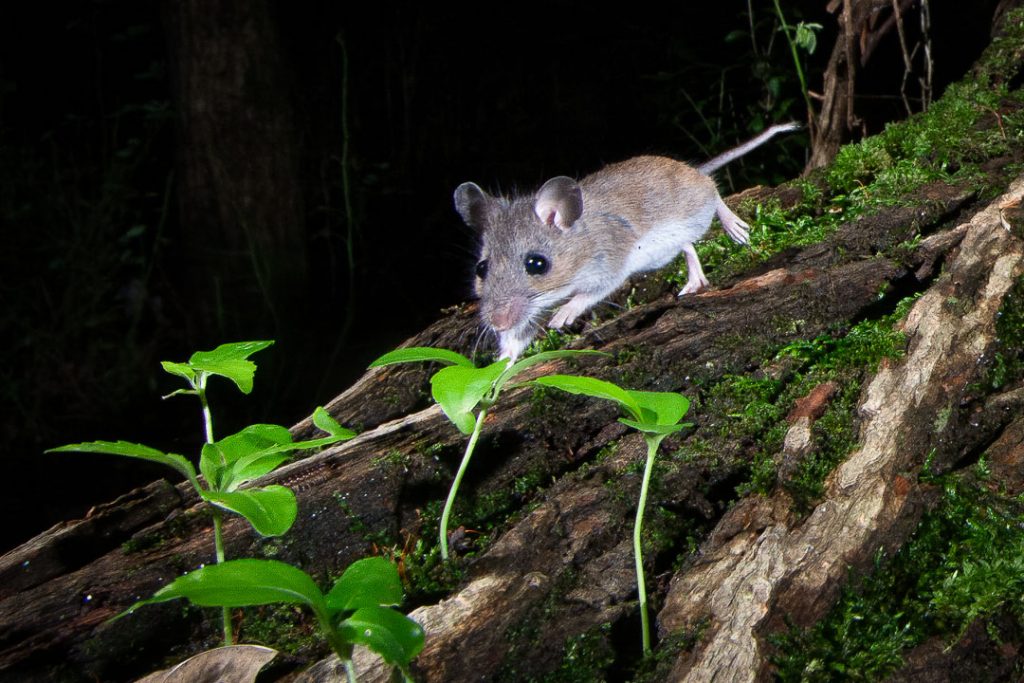 White-footed Mouse. Ithaca, New York (Mice) – Melissa Groo