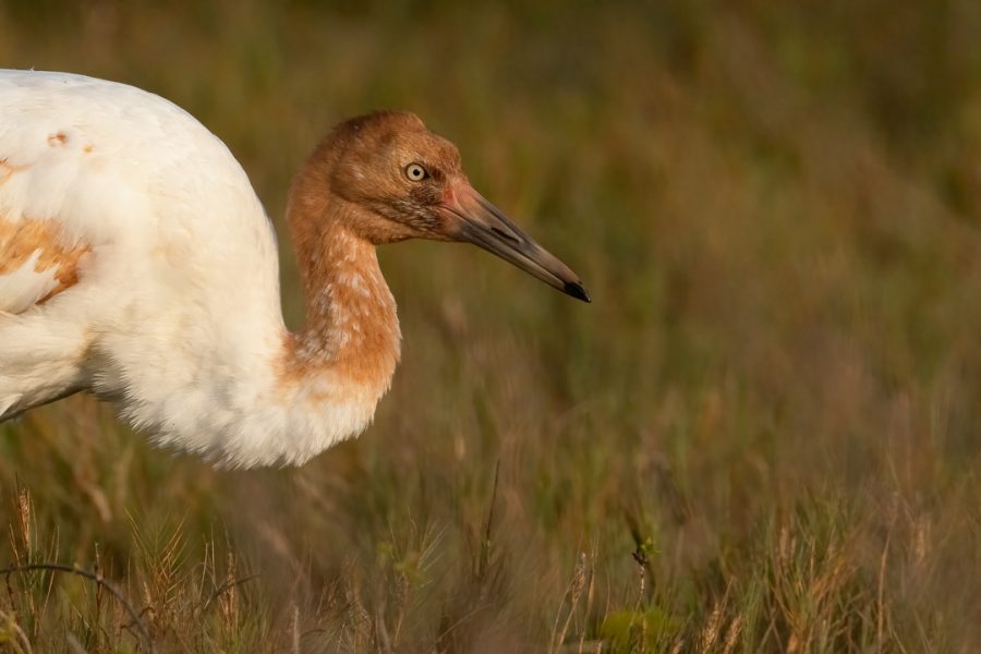 Whooping Crane Colt Portrait, Aransas, Texas (Whooping Cranes ...