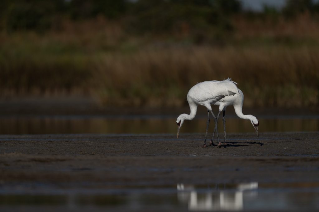 Whooping Crane Mated Pair in Sync, Aransas National Wildlife Refuge ...