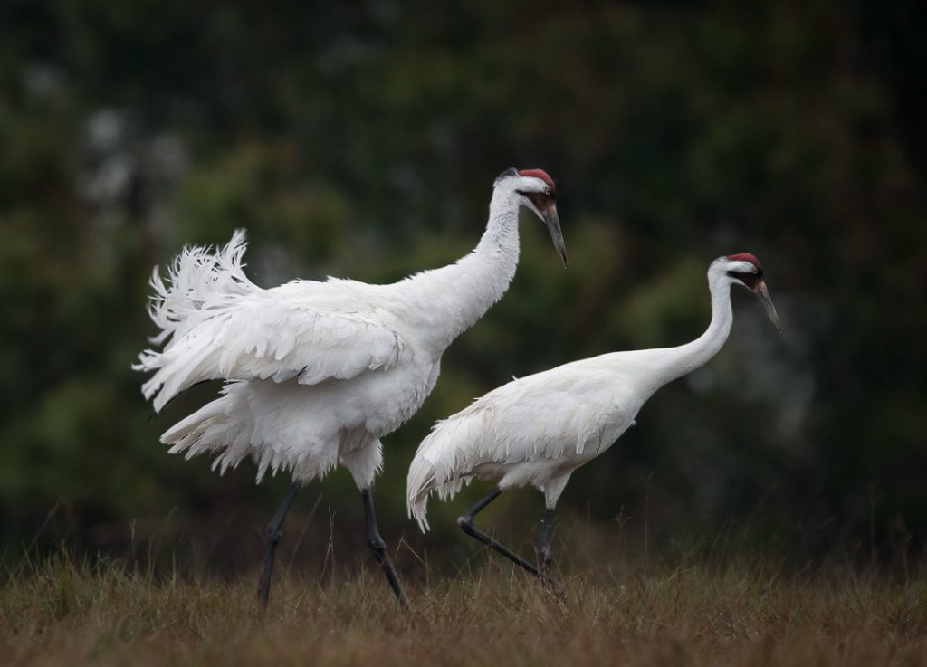 Whooping Crane Pair, Texas (Whooping Cranes) – Melissa Groo