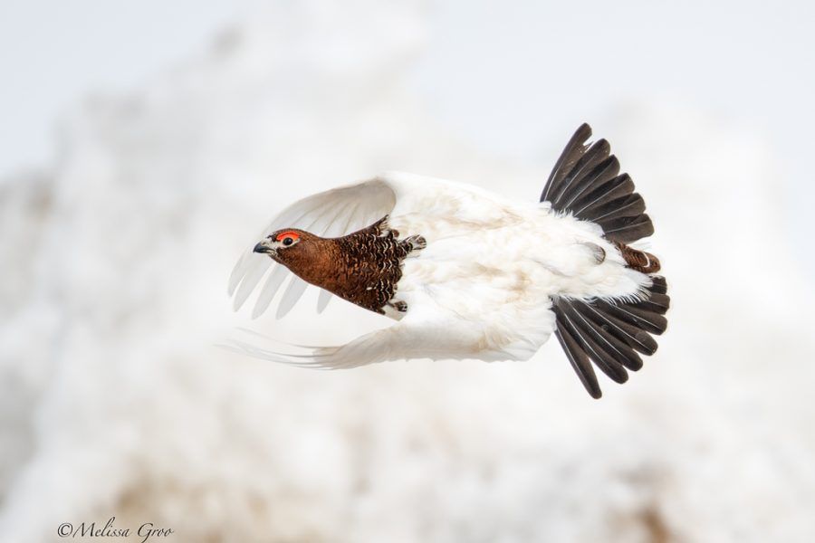 Willow Ptarmigan in Flight, Barrow, Alaska (Willow Ptarmigans ...