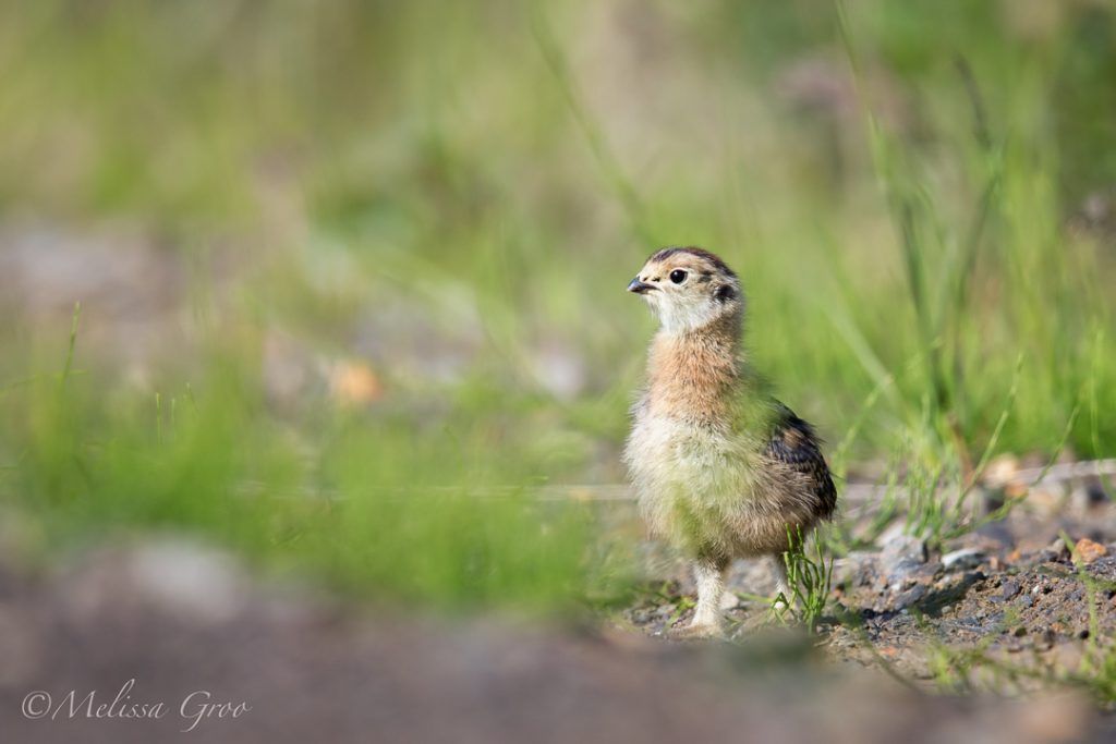 Willow Ptarmigan chick, Nome, Alaska (Willow Ptarmigans) – Melissa Groo