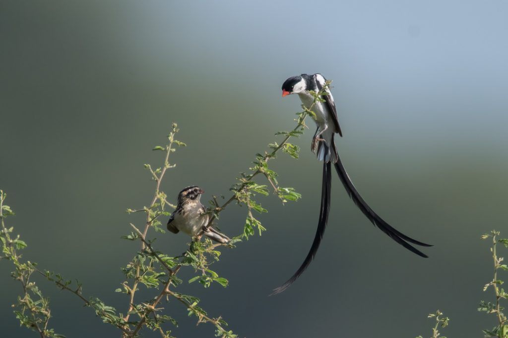 Pin-Tailed Whydah Courthship Flight 2, Uganda (Pin-tailed Whydahs ...