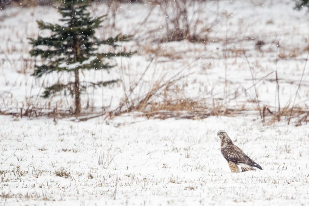 Rough-legged Hawk in Snow, Caroline, New York (Rough-legged Hawks ...