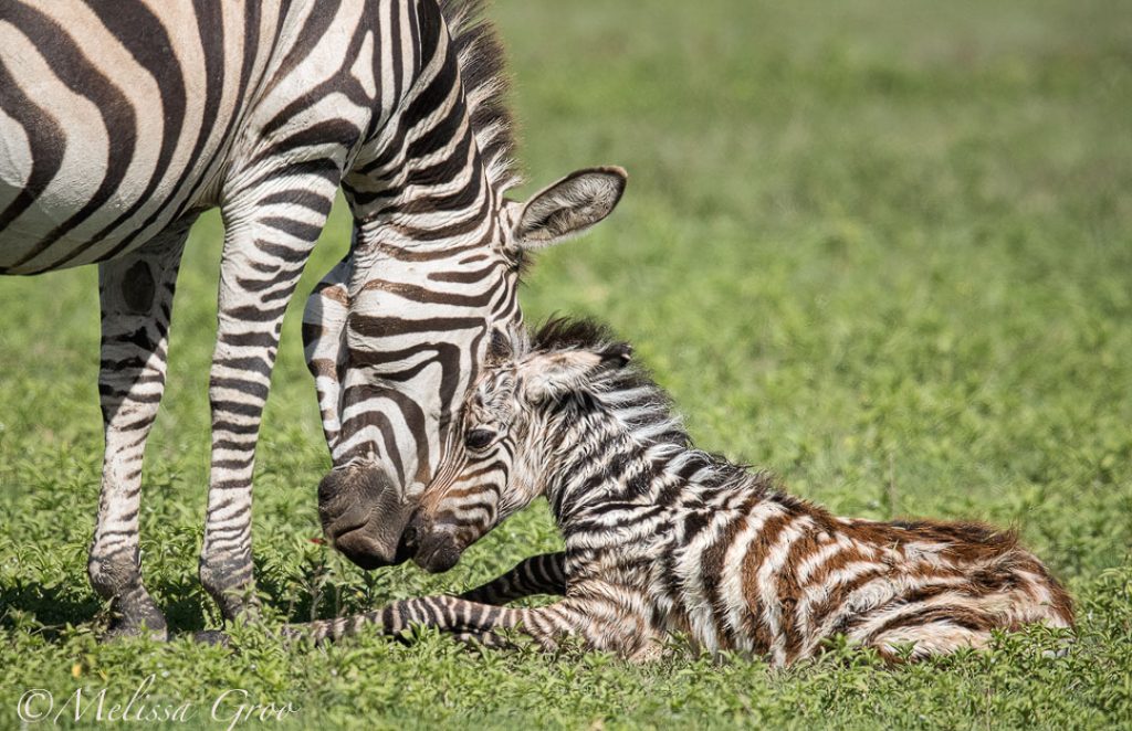 Zebra Mother and Newborn, Tanzania (Zebras) – Melissa Groo