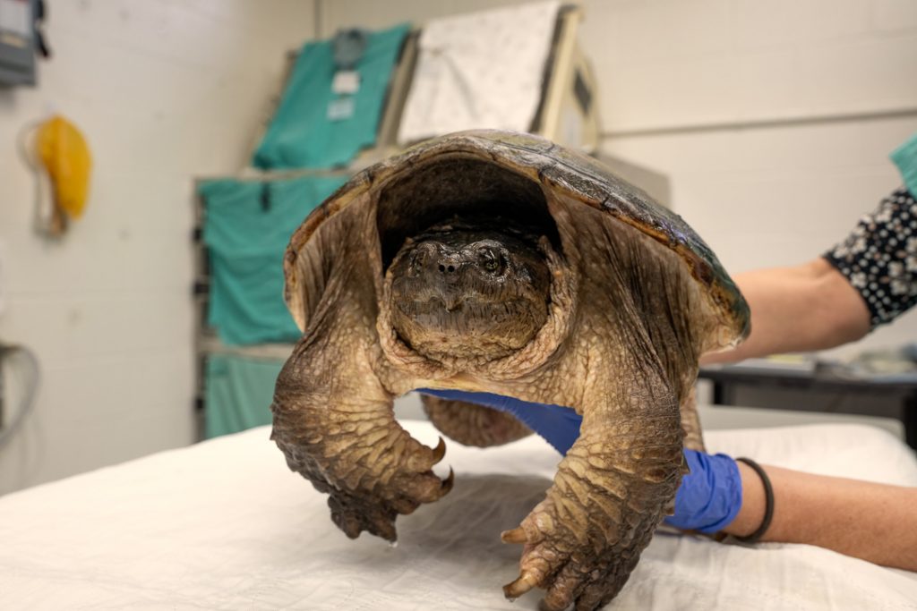 Snapping Turtle at the Janet Swanson Wildlife Hospital (Snapping ...