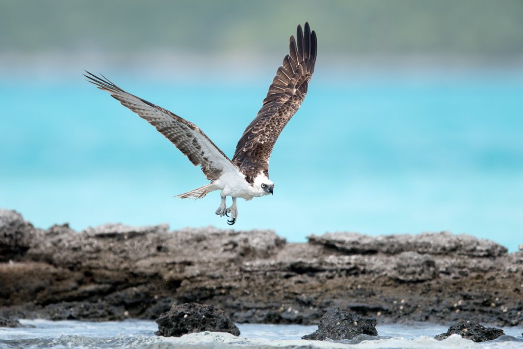 Bahamas Osprey in Flight, Exumas, Florida (Ospreys) – Melissa Groo