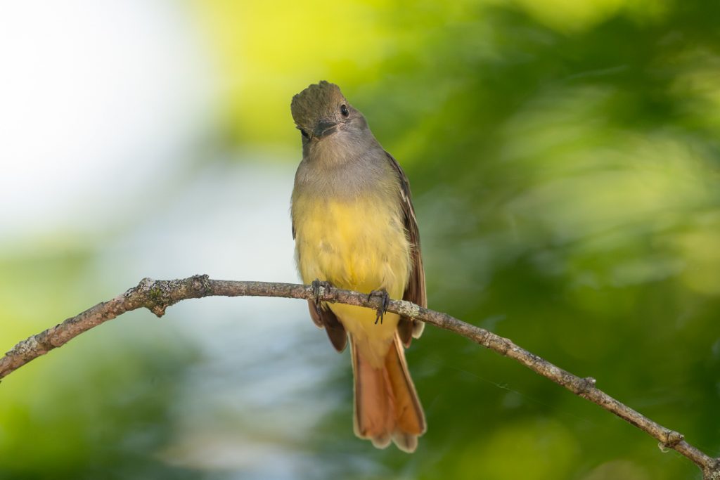Great Crested Flycatcher, Caroline, NY (Flycatchers) – Melissa Groo