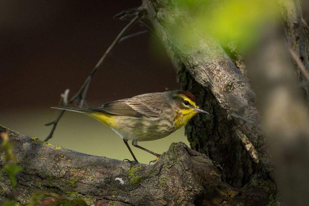 Palm Warbler 3, Caroline, NY (Palm Warblers) – Melissa Groo